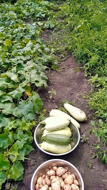 #shorts # Матерюсь, не хочу, но всё равно делаю это...