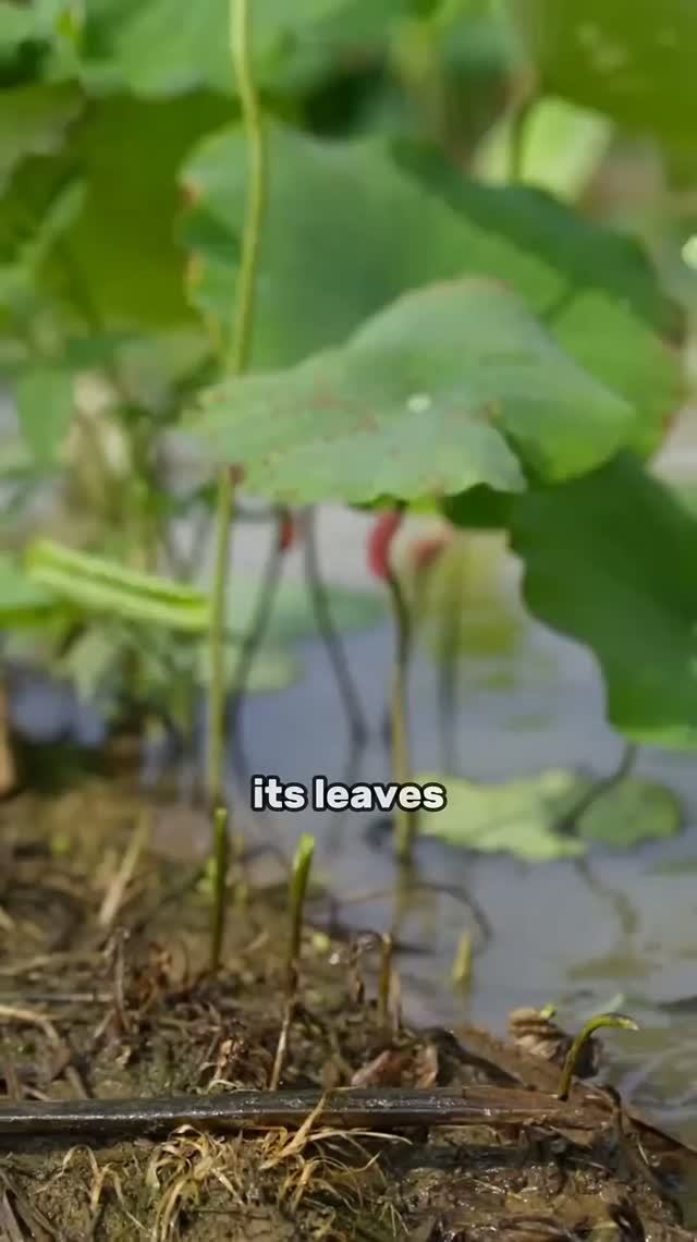 Здоровье