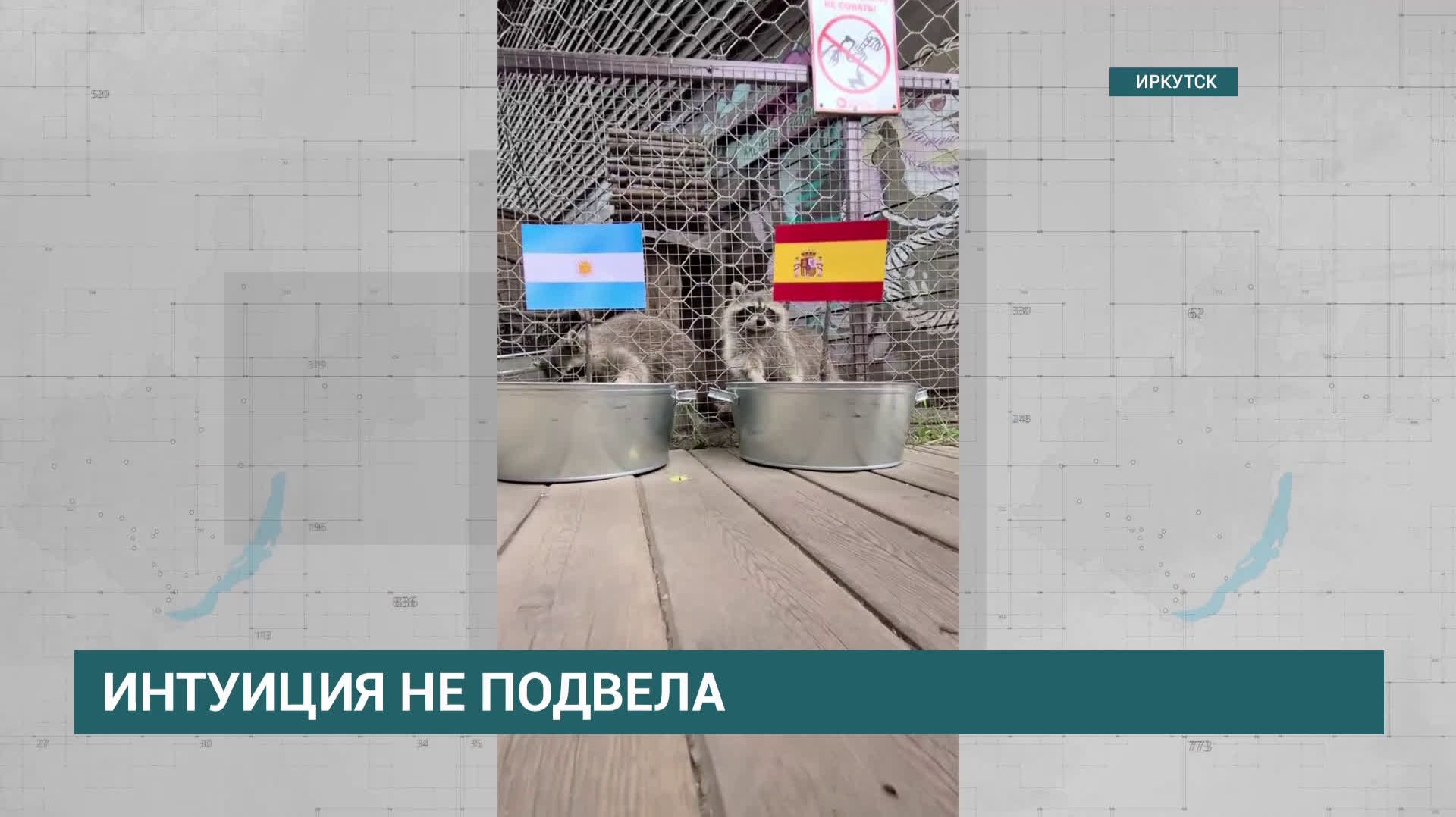 Еноты иркутского зоосада предсказали победу сборной Испании на чемпионате мира по футболу