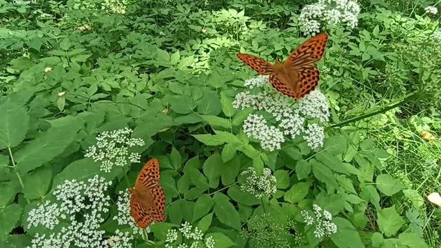 Тепло в Южно-Сахалинске 20 июля. Бабочки 🦋 Розы 🌹.mp4