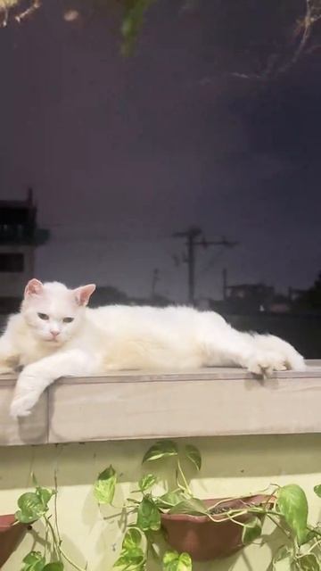 Это не просто кот, а самый настоящий Бог грома