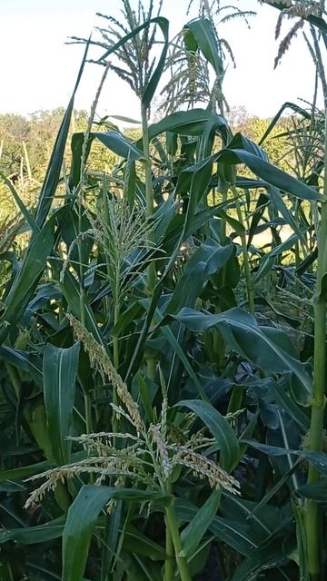 Кукуруза🌽