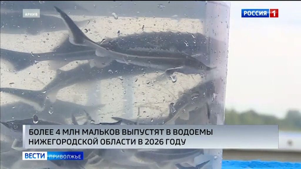 Больше 4 миллионов мальков выпустят в водоемы Нижегородской области