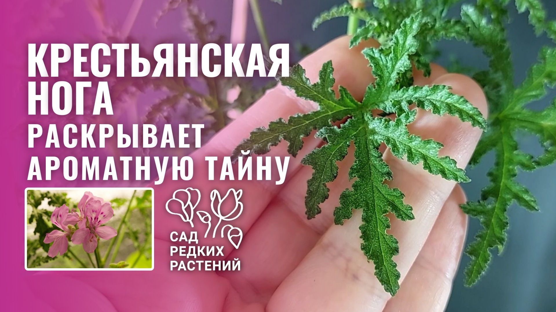 Пеларгонии