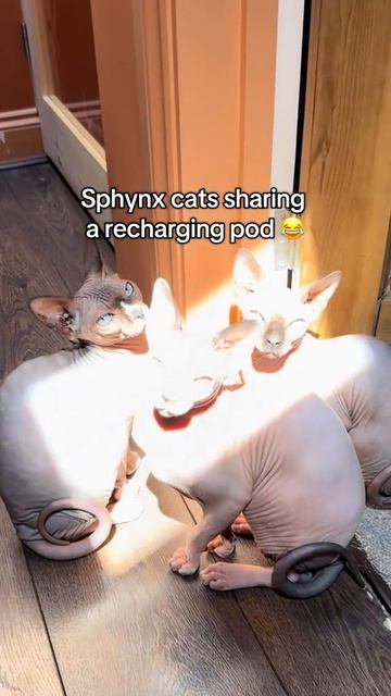 Смешные котики