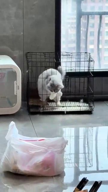 Смешные котики