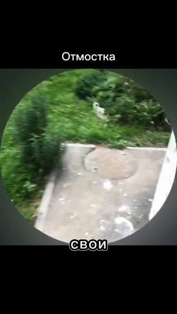 Отмостка