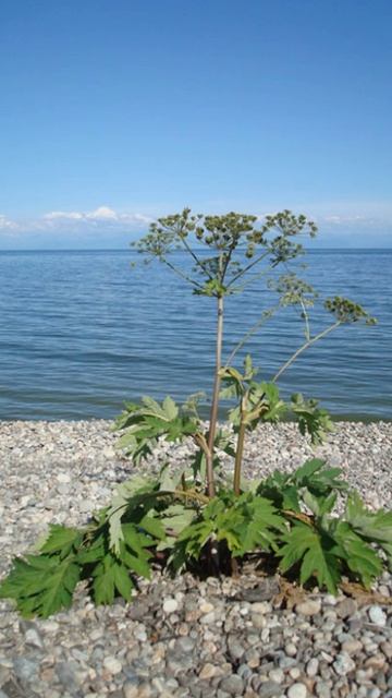 Загадки природы