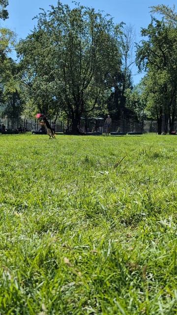 🐶 19.07.2026 ″Сезон Охоты″ - Точность, Буллсай, Дог-дартби