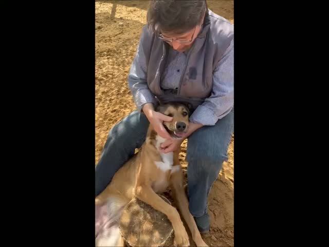 Собаки приюта ищут дом