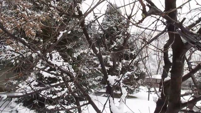 Виталий Орех - обрезка деревьев, посадка и уход за деревьями