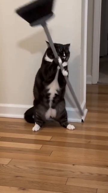 котя