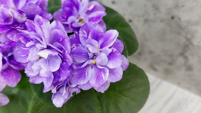 Фиалки. Селекция АВ- Фиалковод