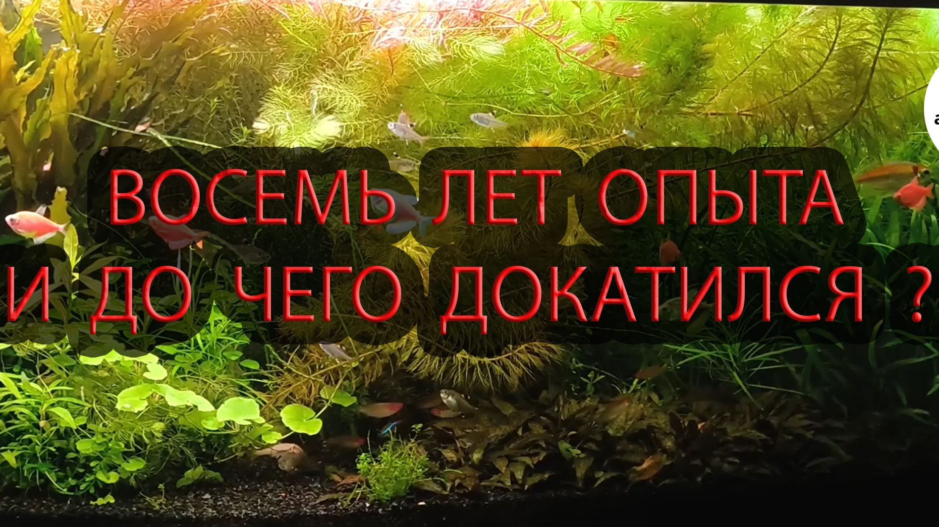Обзоры моих аквариумов