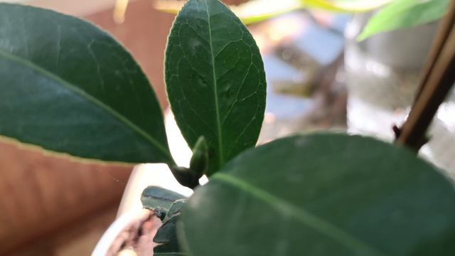 Хроники зимнего сада ₊˚ෆ‧₊˚ ⋅🌿🌱𓂃 ࣪ ִֶَ.