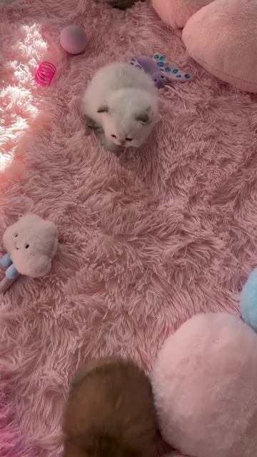 Коты