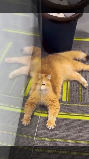 милахи коти
