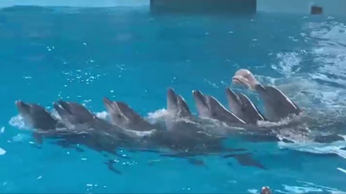 Яна и Ко