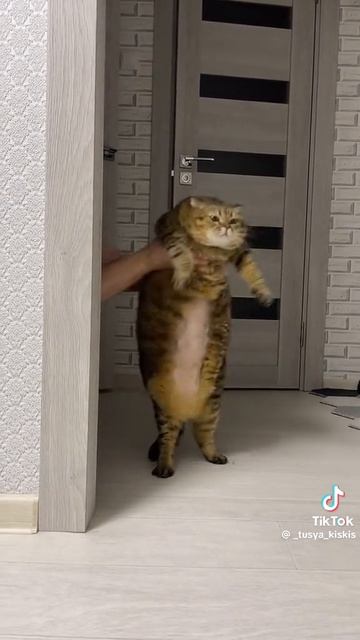 тик ток