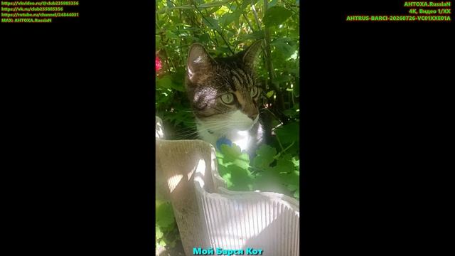 Мой Кот Барся