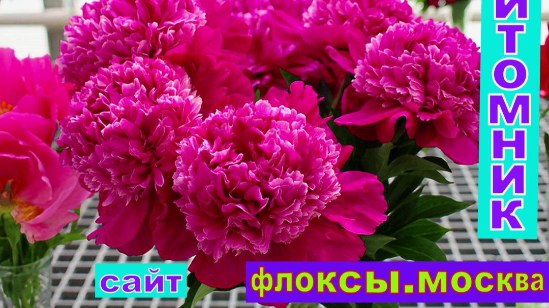 Пионы