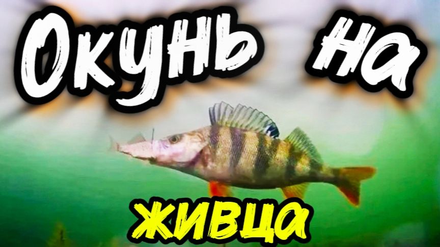 РЫБАЛКА В МЕСТЕ СО МНОЙ НА СПИНИНГ И НЕ ТОЛЬКО