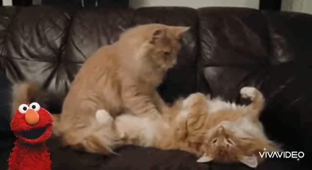КОШКИ
