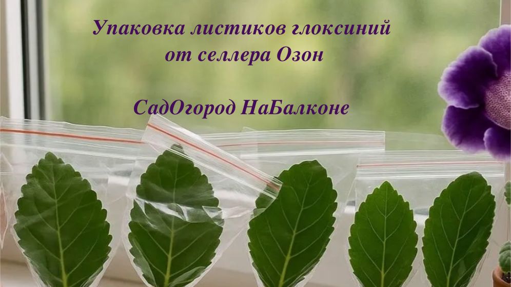 Глоксиния