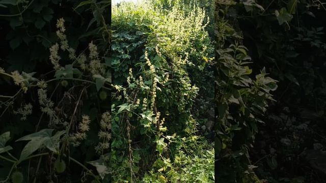 Природная гармония