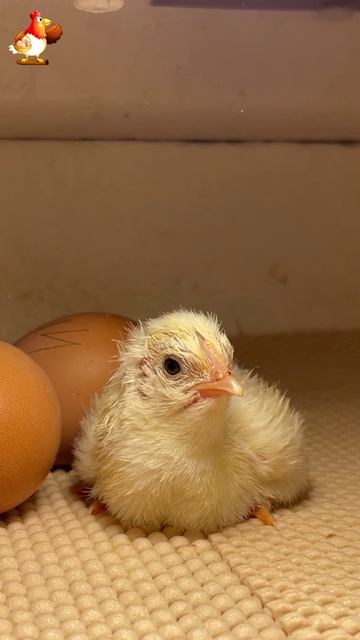 Забавные моменты из жизни птиц и животных
