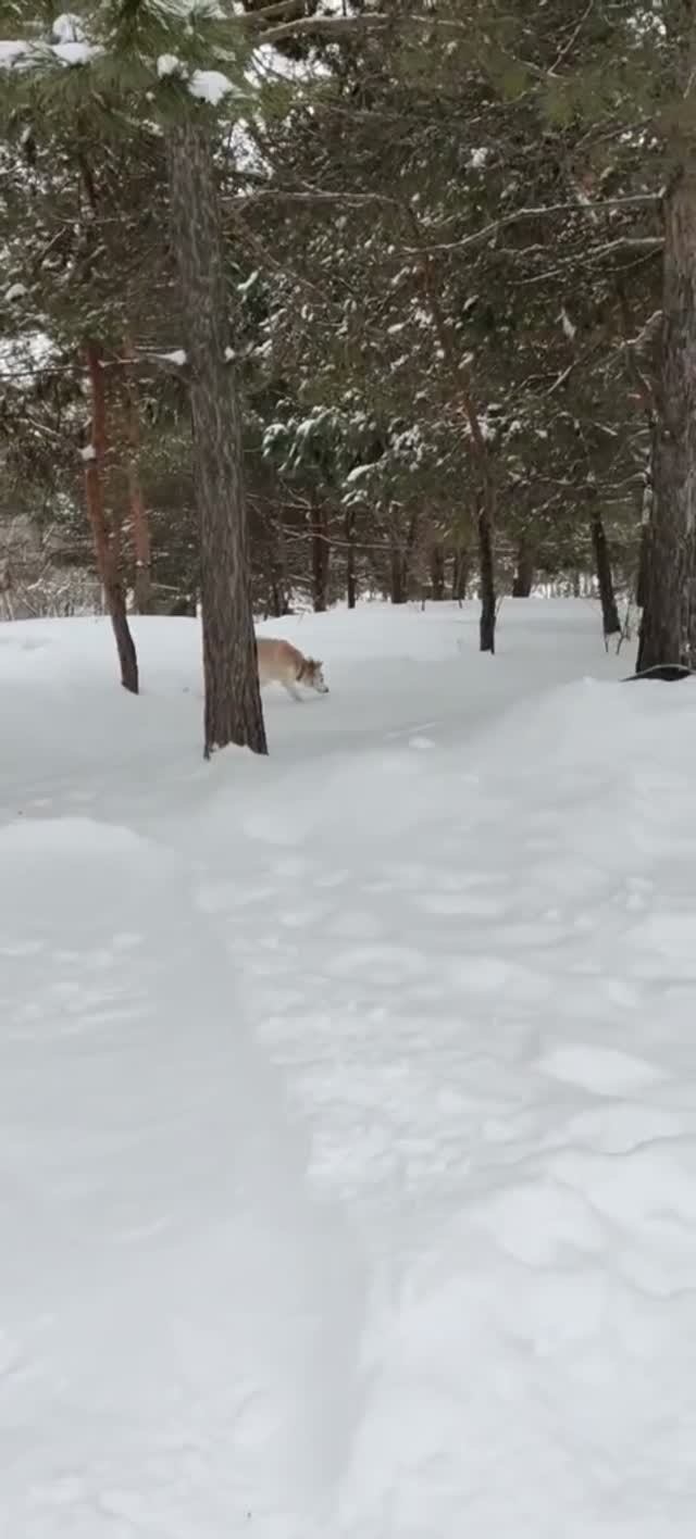 Охотник пес Алекс!