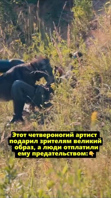 Нейрорилсы