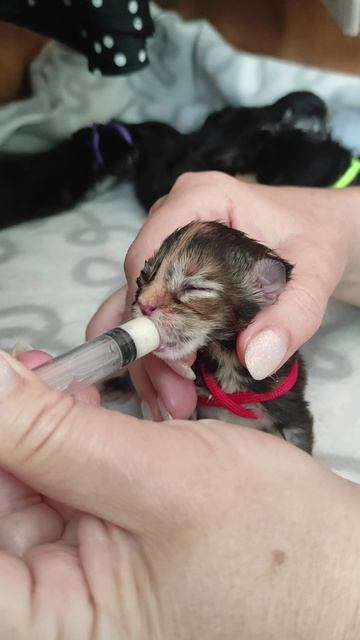 Котята