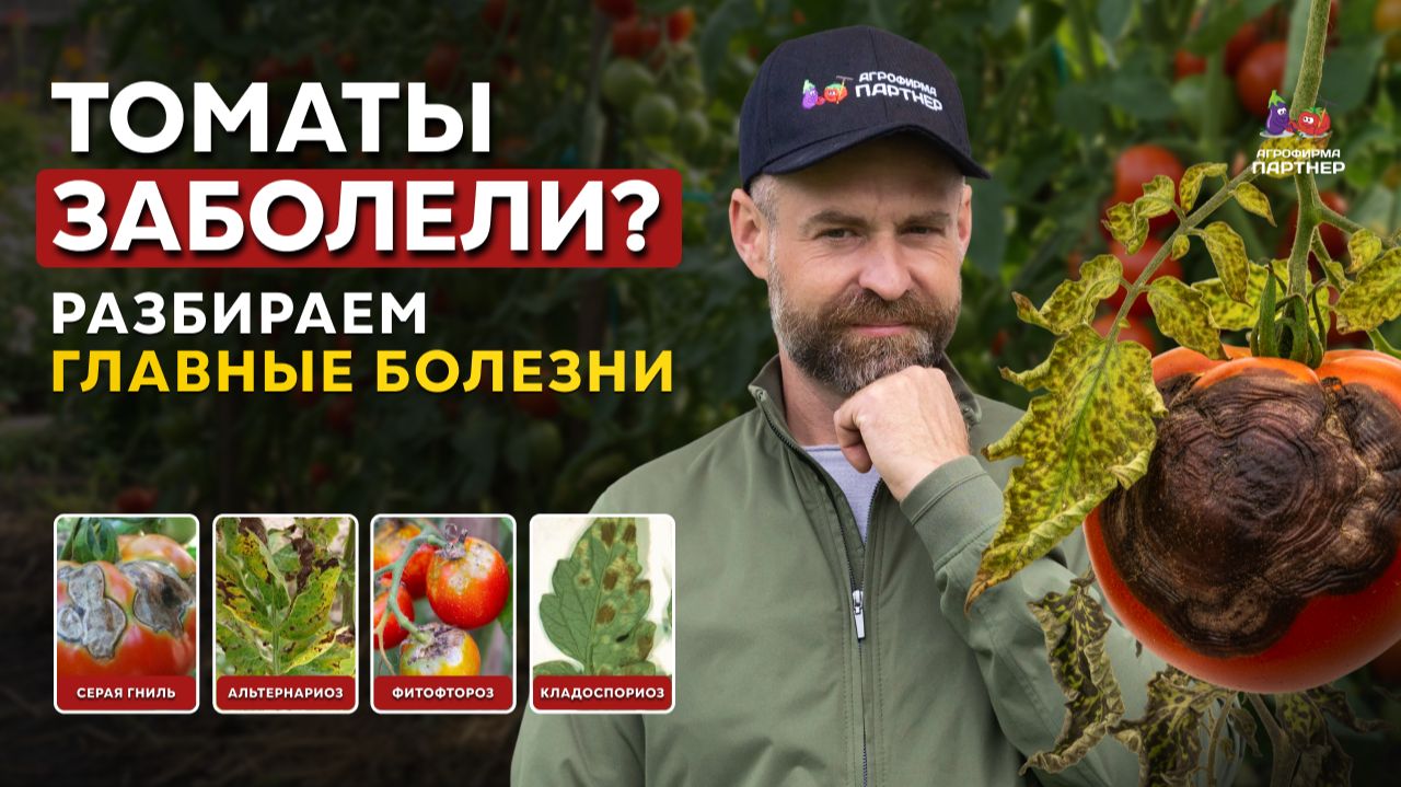 Томаты