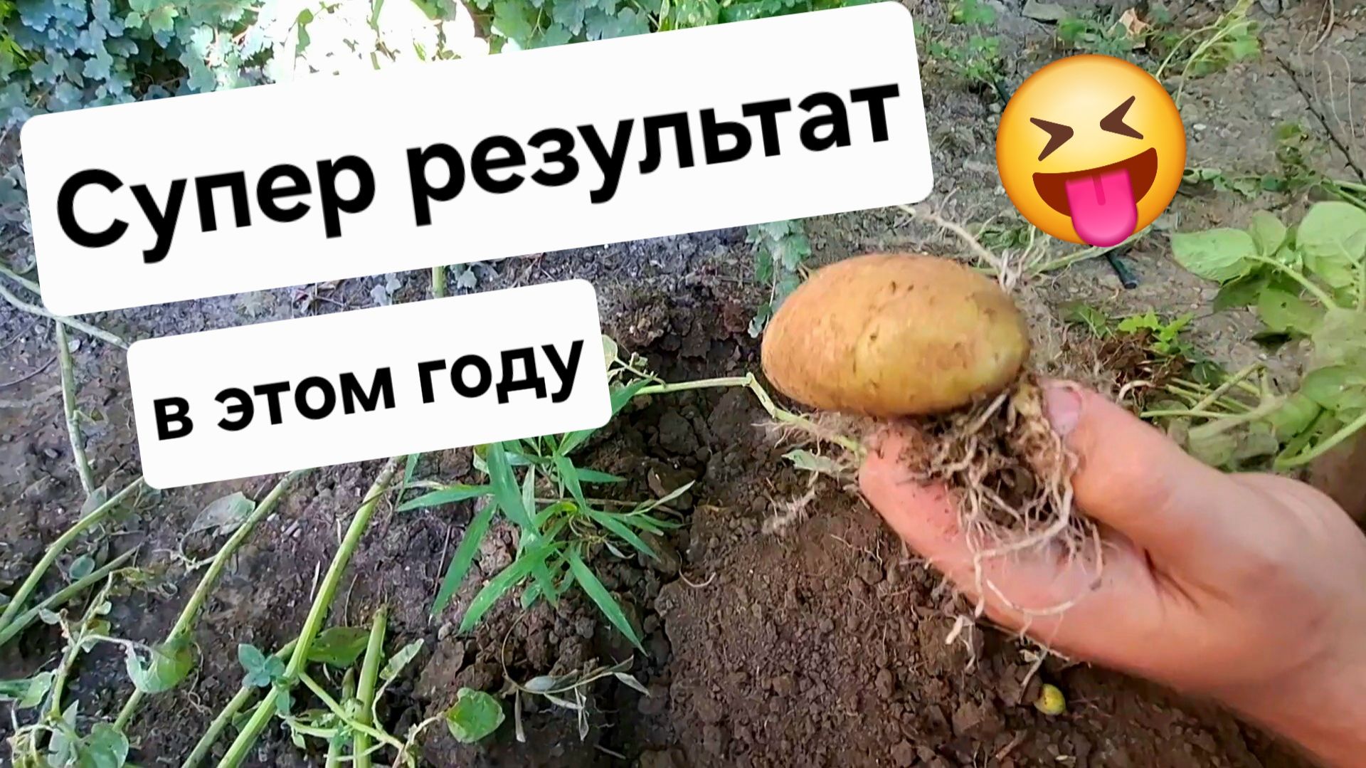 Дом мечты
