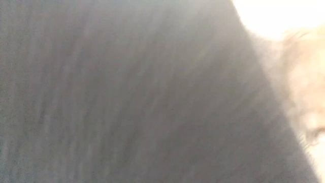 играю с котей
