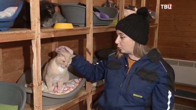 Котики коты