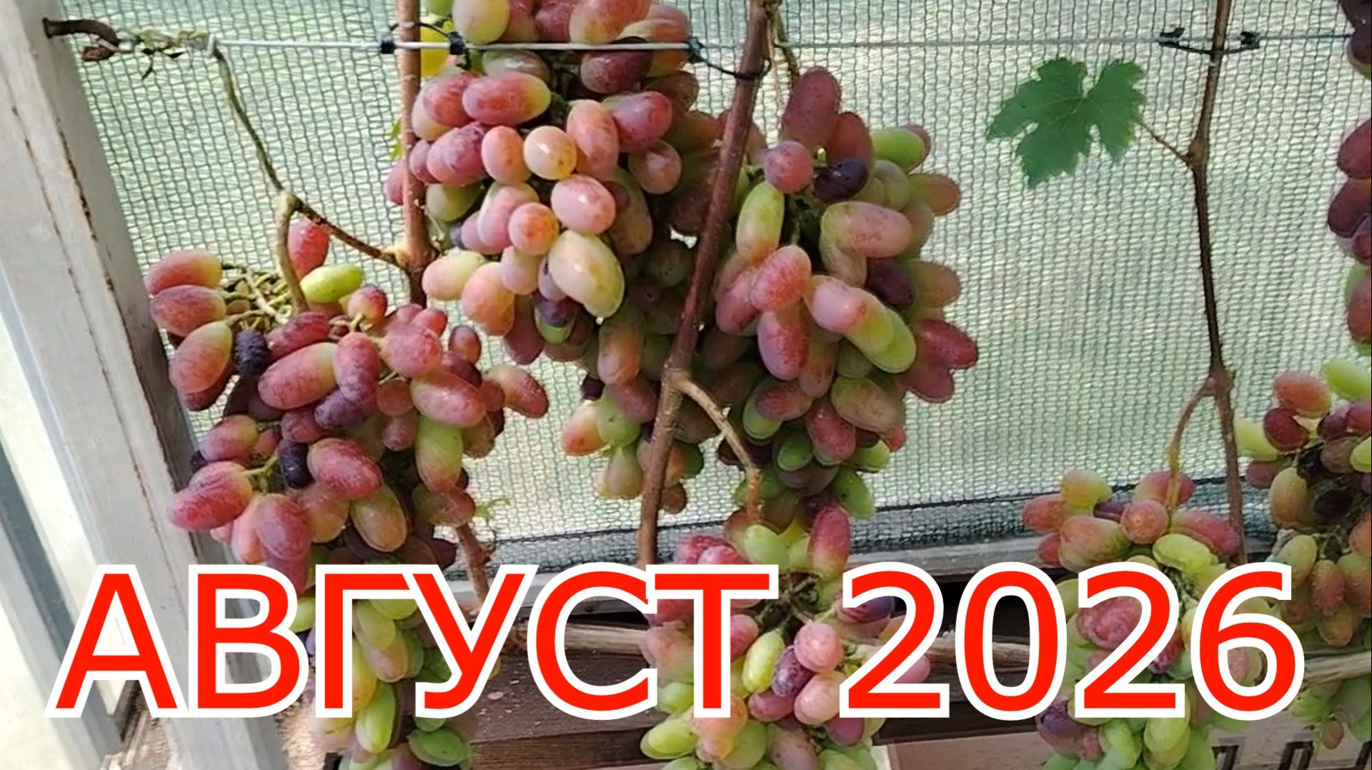Виноградник под Калугой.