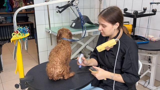 Анонсы платных МК