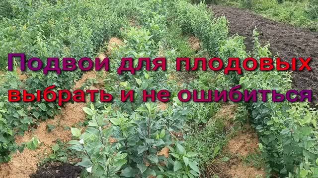 Подвои для плодовых деревьев.