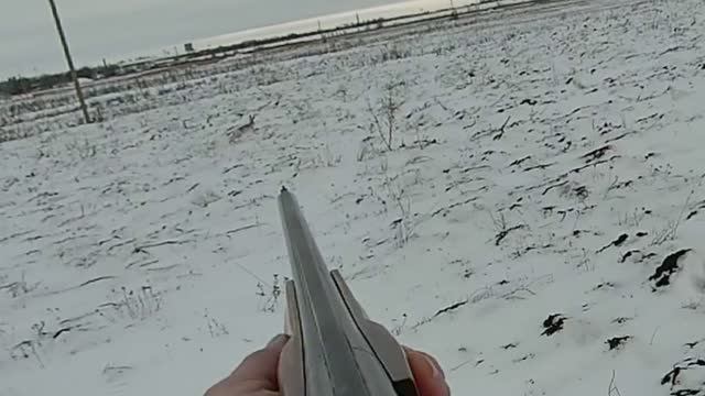 охота на зайца