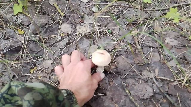ПОХОДЫ, ПУТЕШЕСТВИЯ, ПРОГУЛКИ