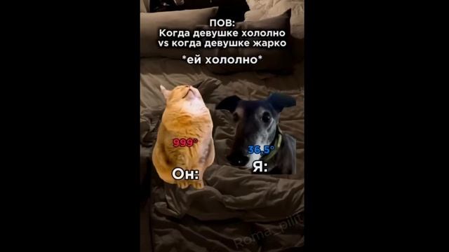 видосики