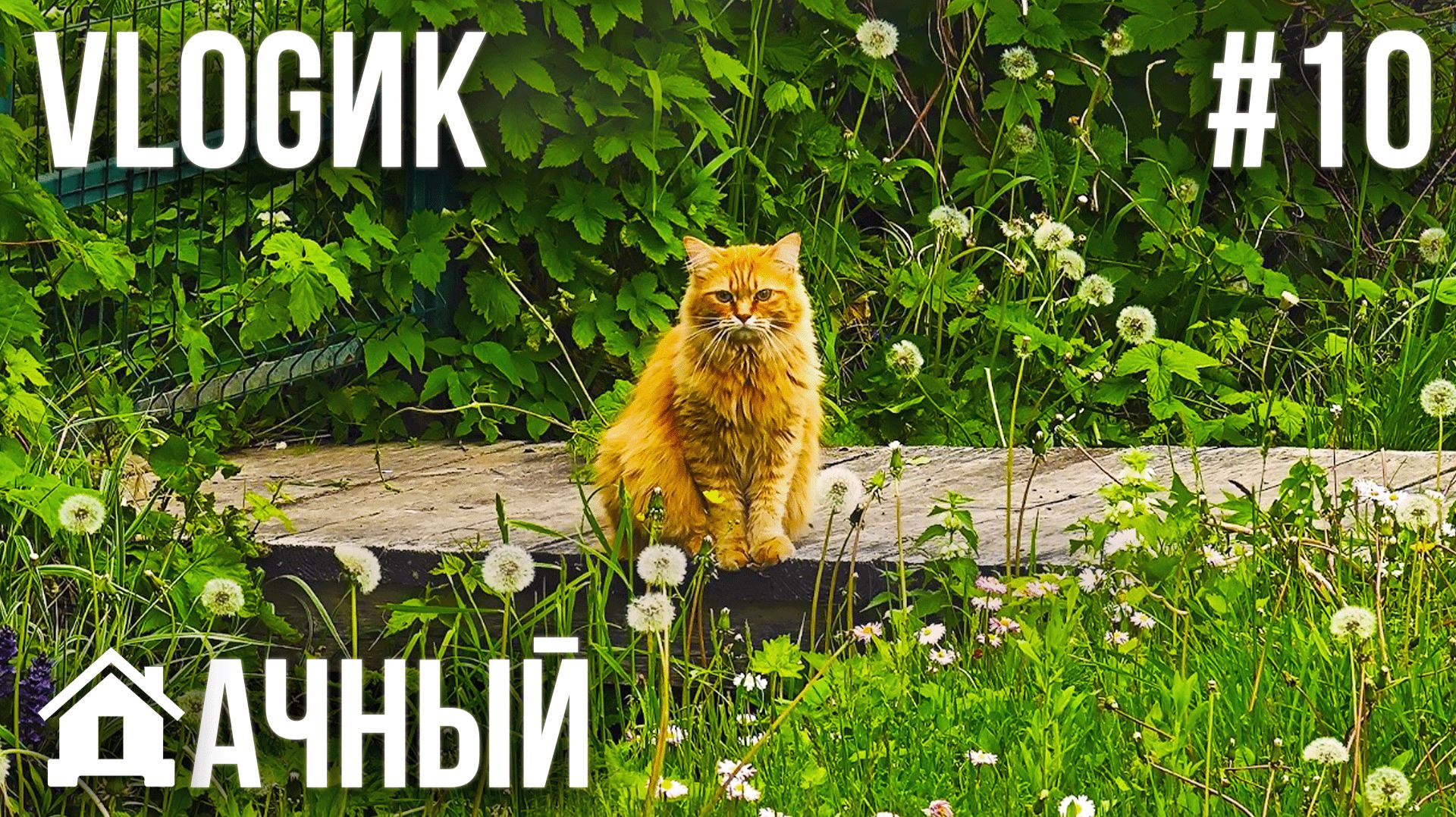 VLOGик ДАЧНЫЙ