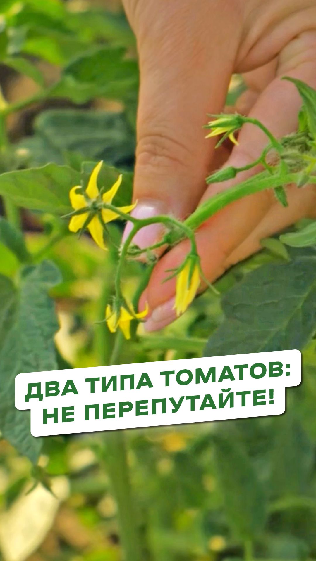 Советы агронома
