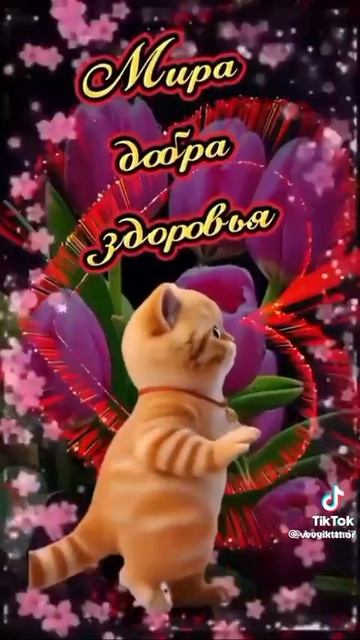 Клипы
