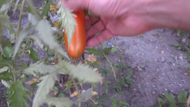 Мой Огород