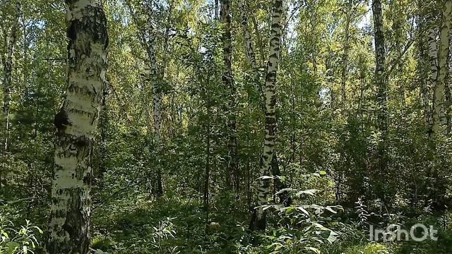 прогулки по городу Новосибирску.