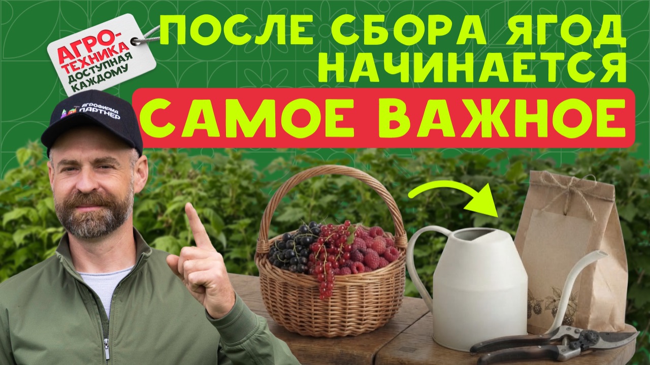 Кустарники в саду