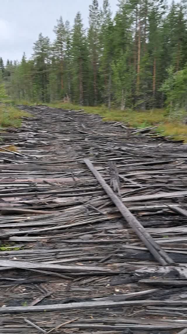 Грибы 2026